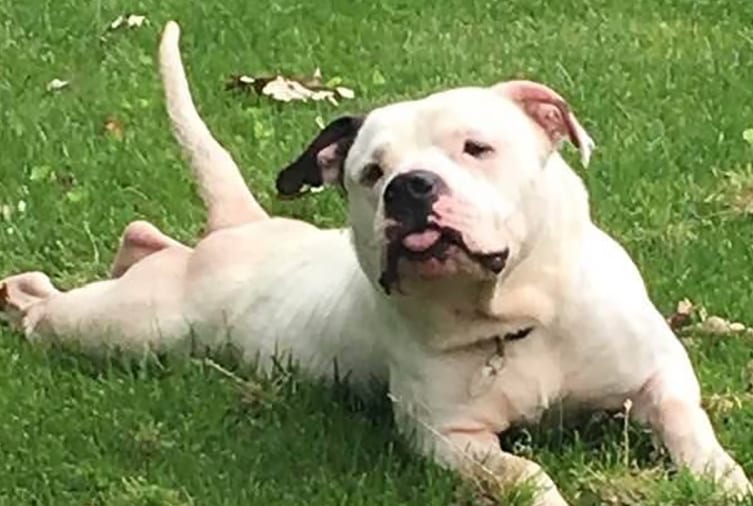 $25 Spay/Neuter Day for Pit Bulls! - Country Herald