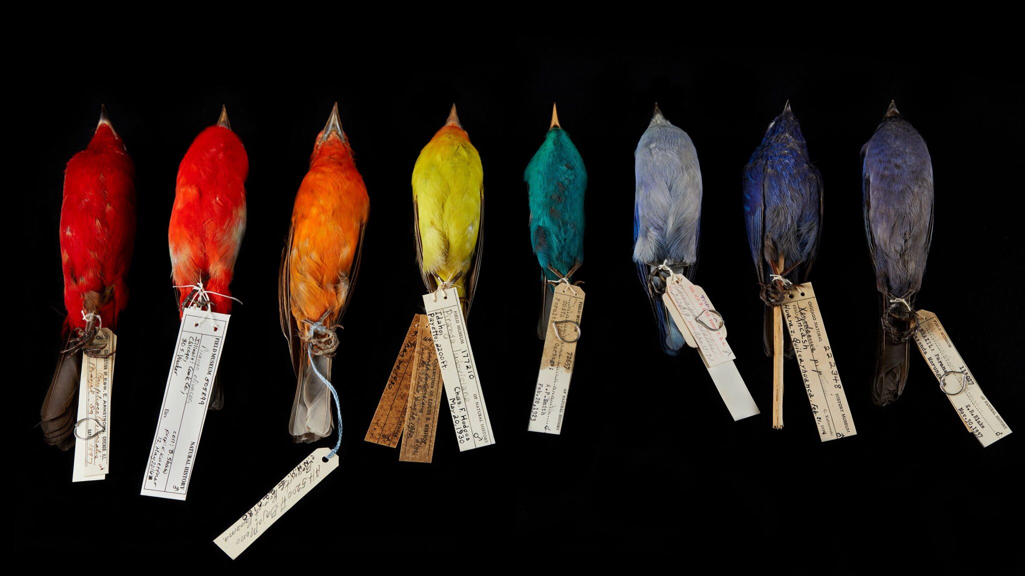 Wild Color set to open at Field Museum in Chicago - Country Herald