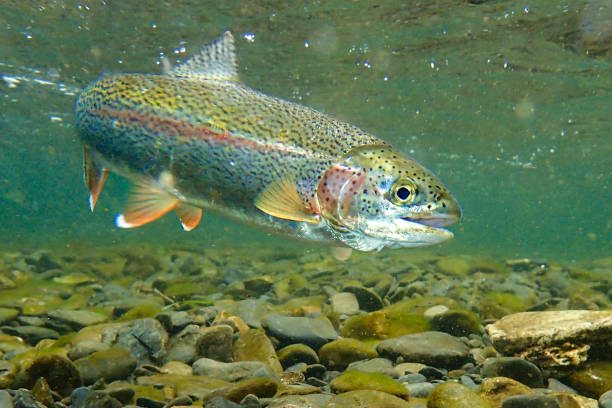 Trout Fishing Season Set to Begin in Illinois on April 1st - Country Herald