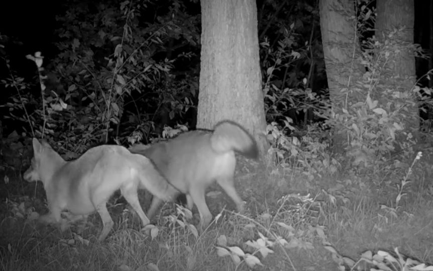 Rare Nature Moment: Coyote vs. Raccoon Battle in Will County - Country ...