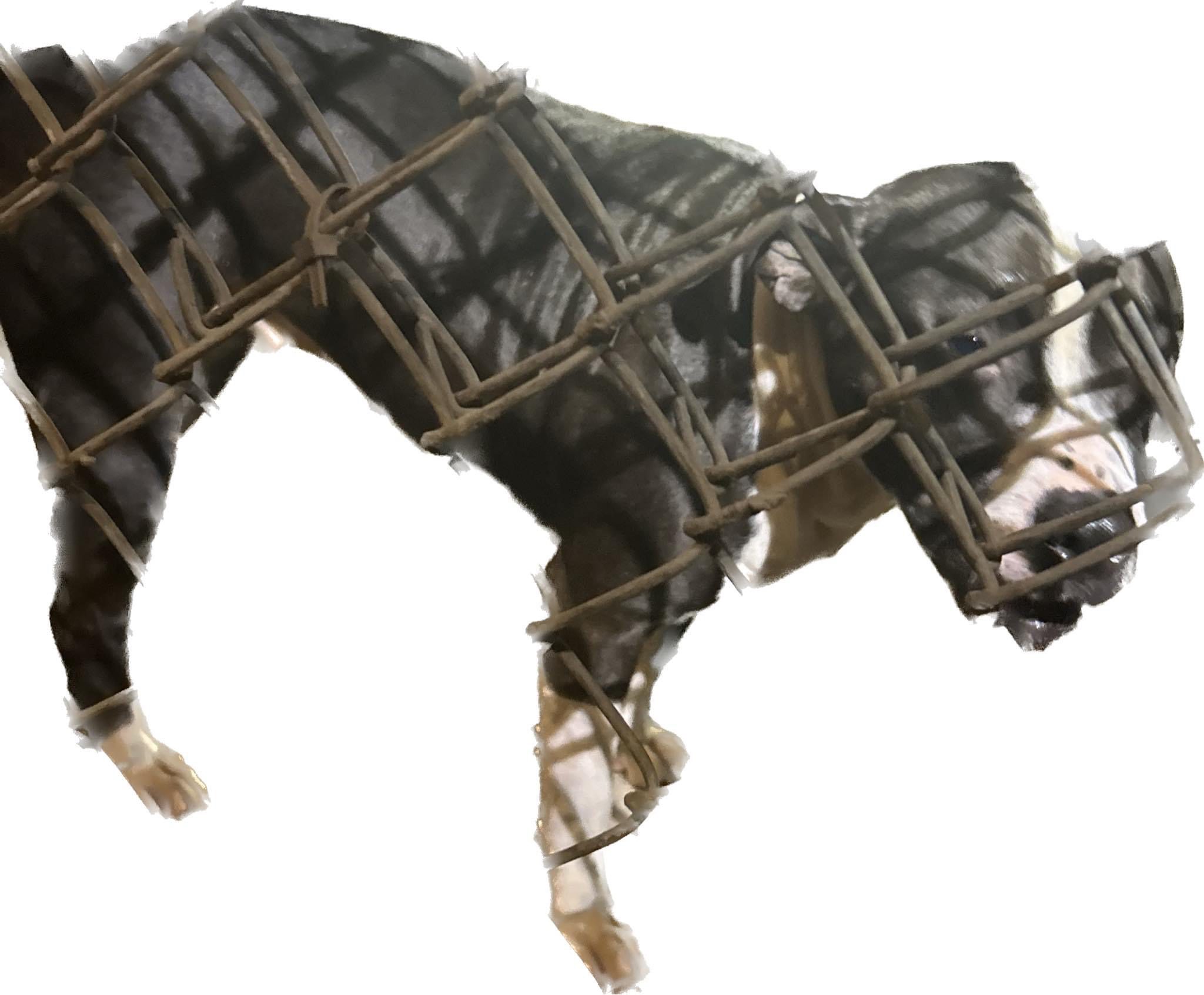 Dwight Police Department's Late-Night Dog Photo Turns into Nightmare ...