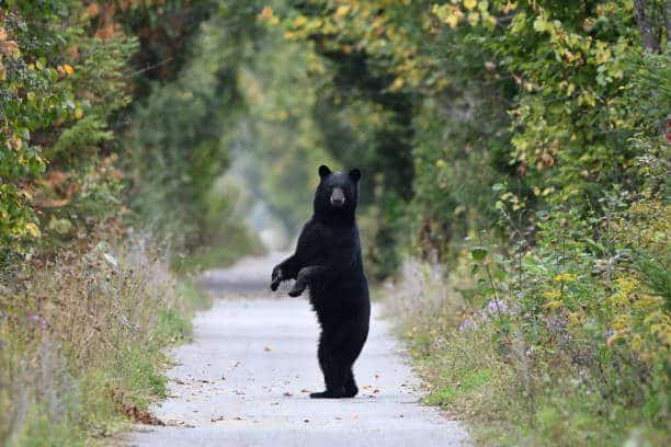 Black Bear Spotted in Illinois: Safety Tips for Encounters - Country Herald