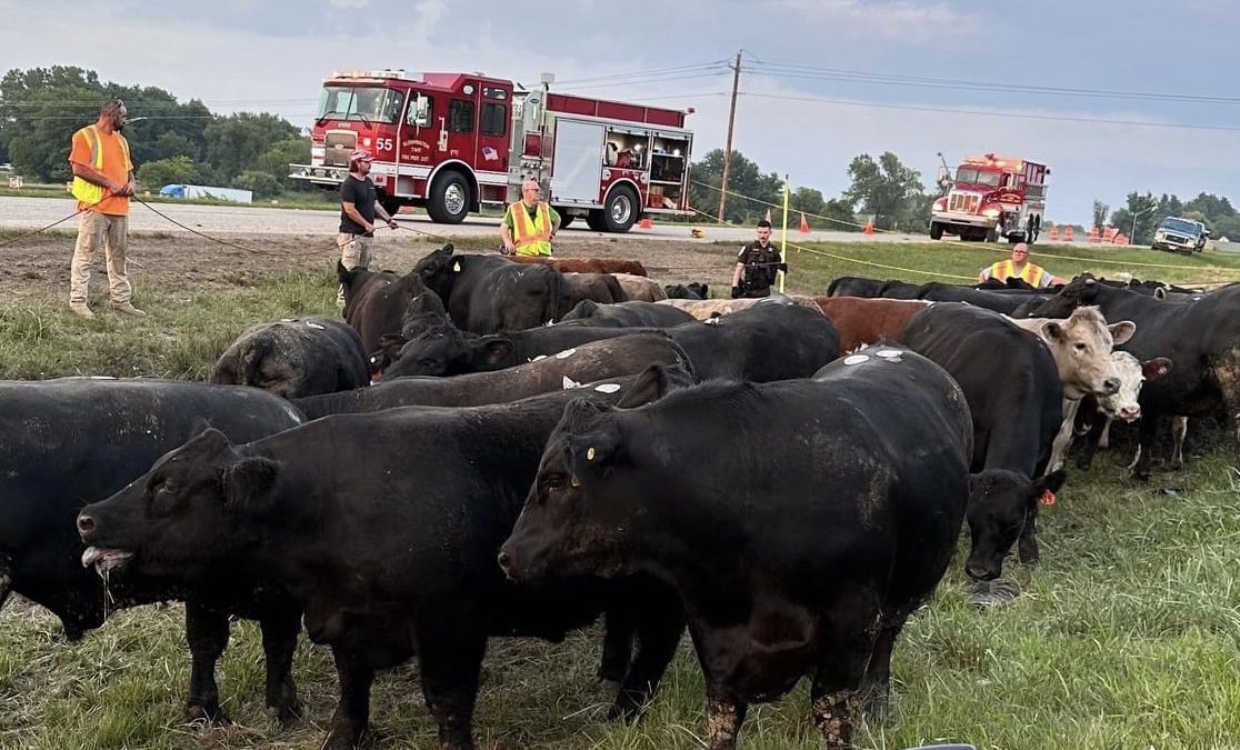 Illinois Cow-Tipping Fiasco Creates Udder Mayhem - Country Herald