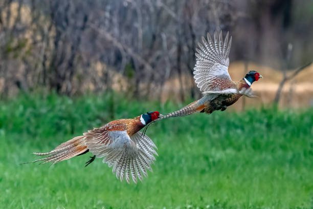 Extended Season for Controlled Pheasant Hunting Announced by Illinois ...