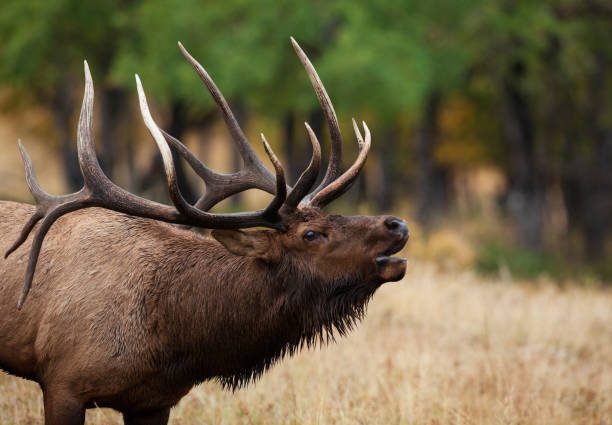 Rare Bull Elk Discovery on I-55 Near Joliet Captivates Illinois: IDOT's ...