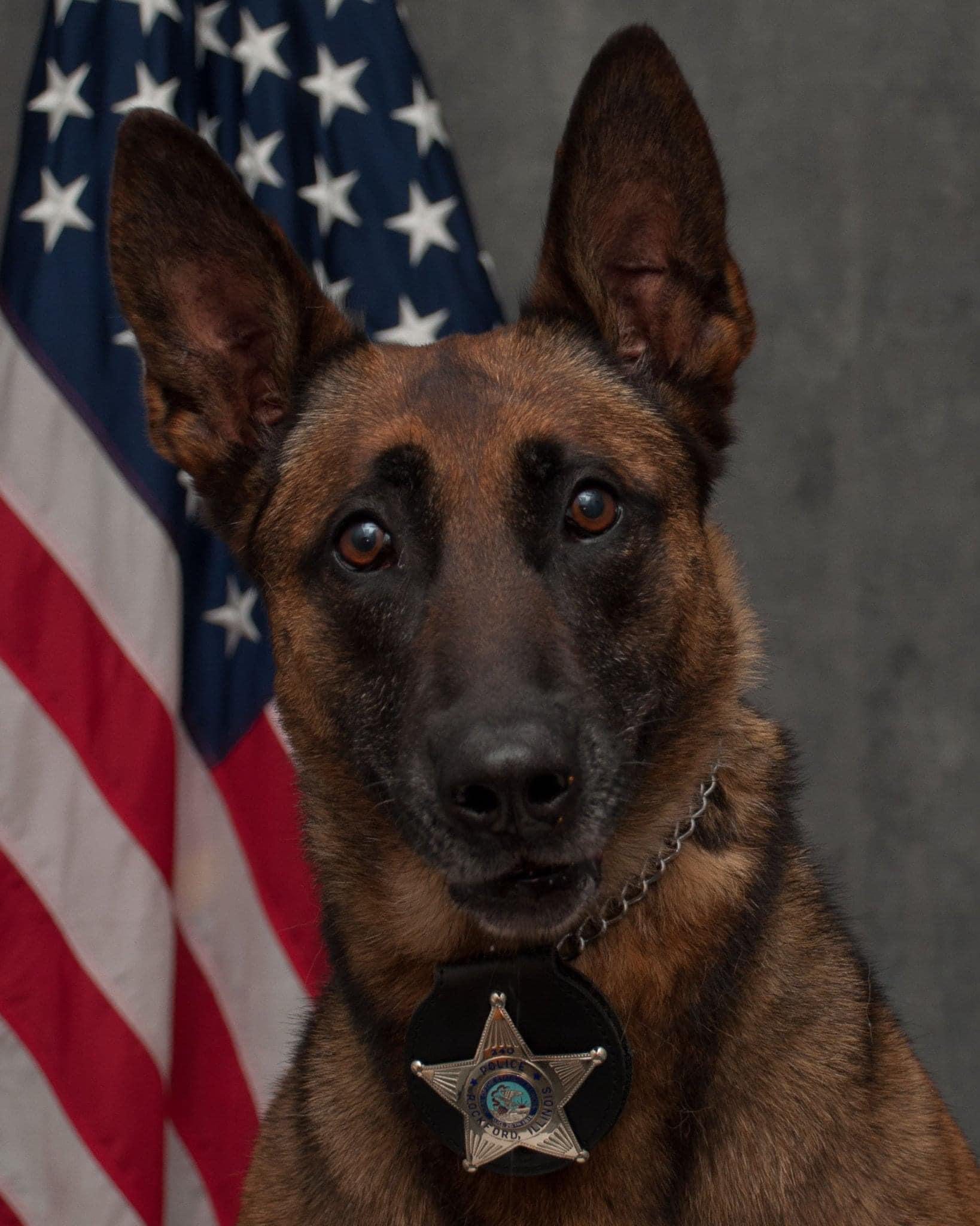 Illinois Canine Officer Shot, Killed Near Golf Course in Line of Duty ...