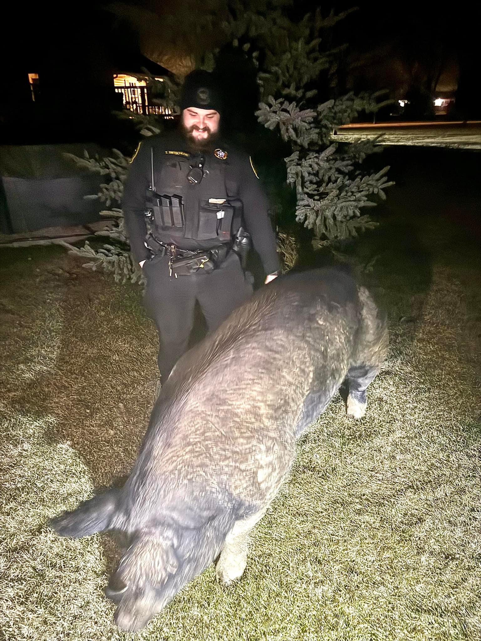 Kenosha County Deputy's Night Shift Includes Unusual 450lb Runaway Pig ...