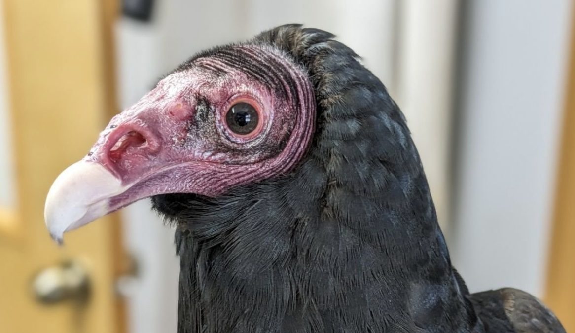 Munster, IN - Record Intake at Humane Indiana Wildlife Center Cancels ...