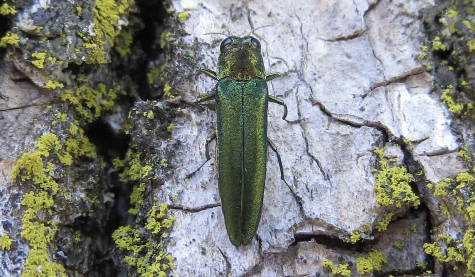 Wisconsin Alert: Emerald Ash Borer Threatens Trees, Now Detected in 98% ...
