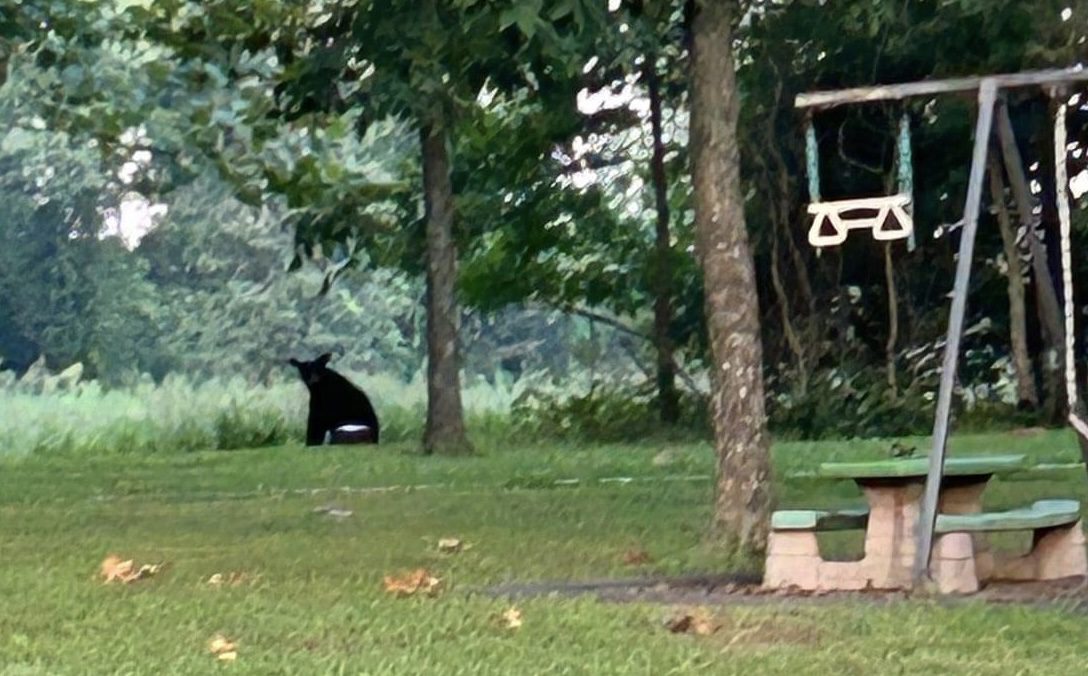 Southern Illinois Bear Sighting Near Playground Prompts Safety Warning ...